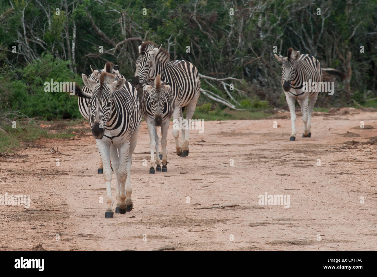 Zebra family hi-res stock photography and images - Alamy