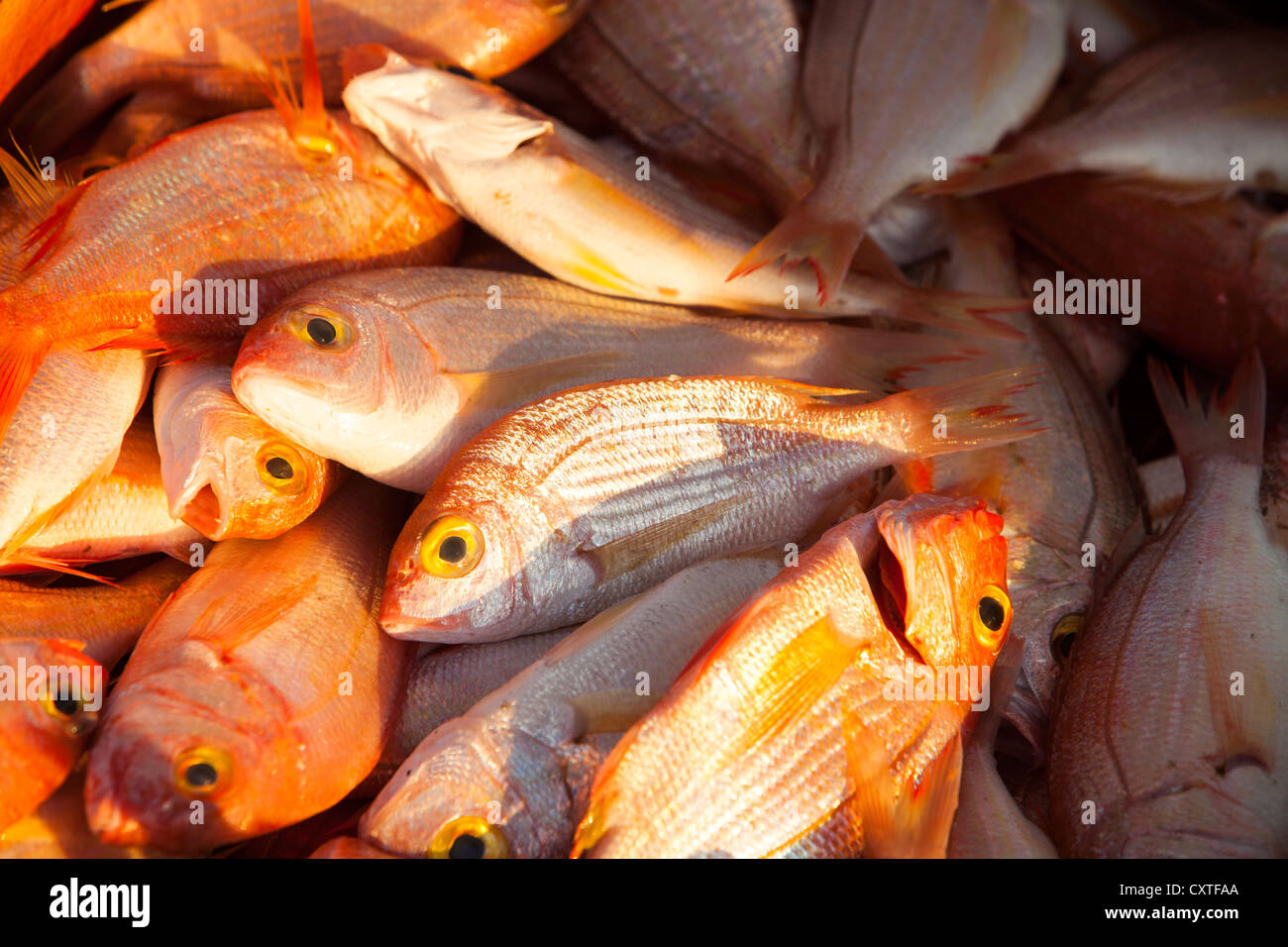 Meditteranean fish, sustainably caught by a traditional Greek fishing ...