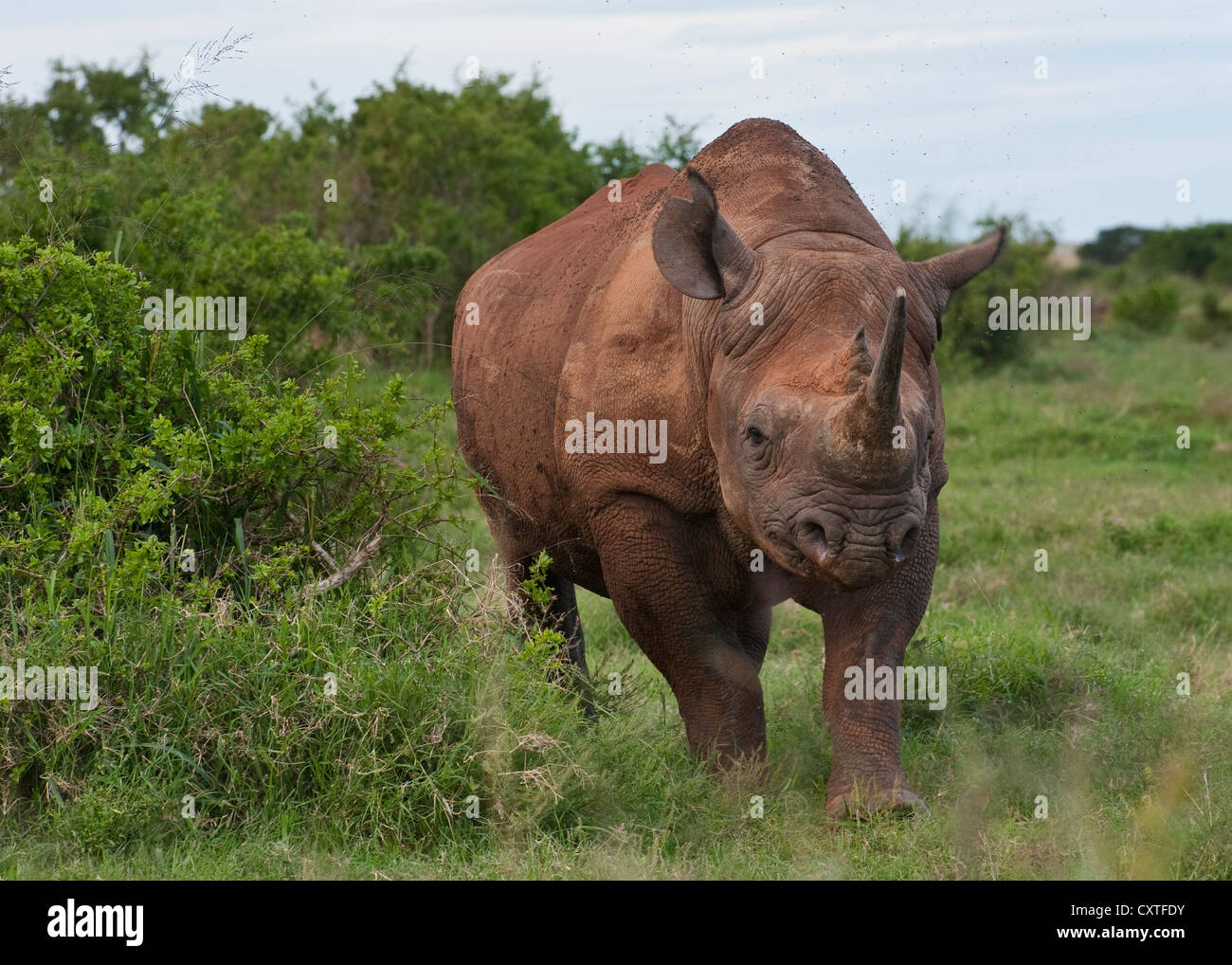 Black rhinoceros running hi-res stock photography and images - Alamy