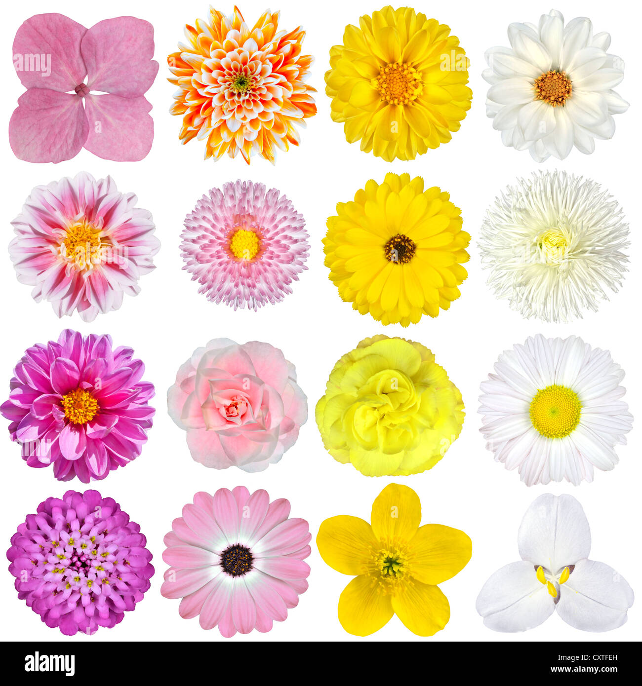 flower various collection selection 16 macro beautiful beauty bloom ...