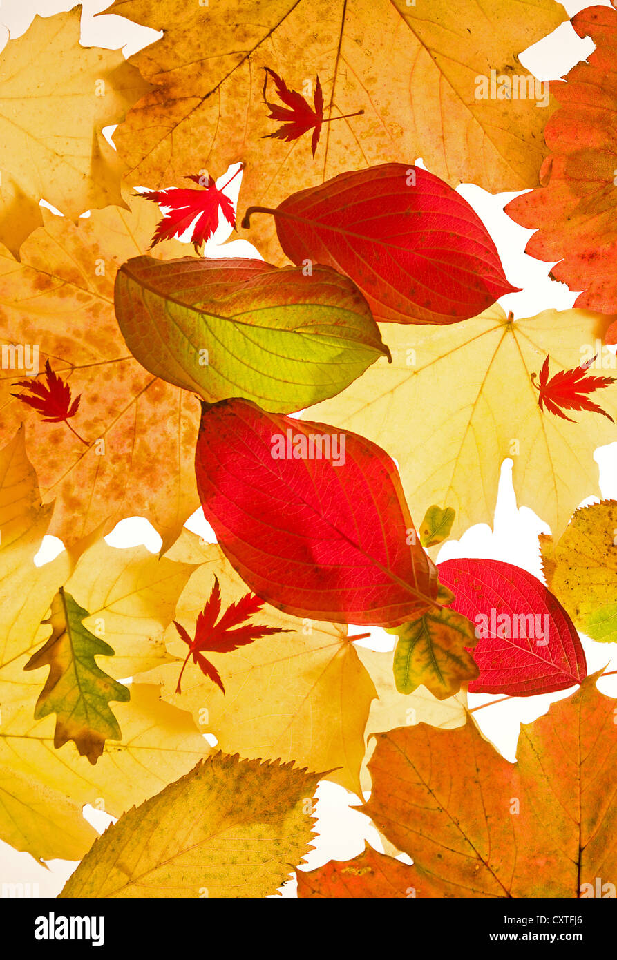 Colourful still life hi-res stock photography and images - Alamy