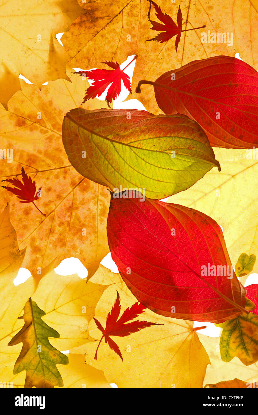 Still life with Autumn leaves Stock Photo - Alamy