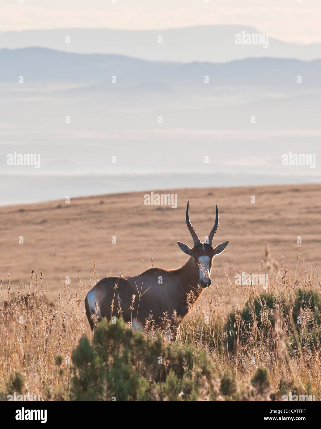 Blesbuck. Damaliscus pygargus. South Africa Stock Photo - Alamy
