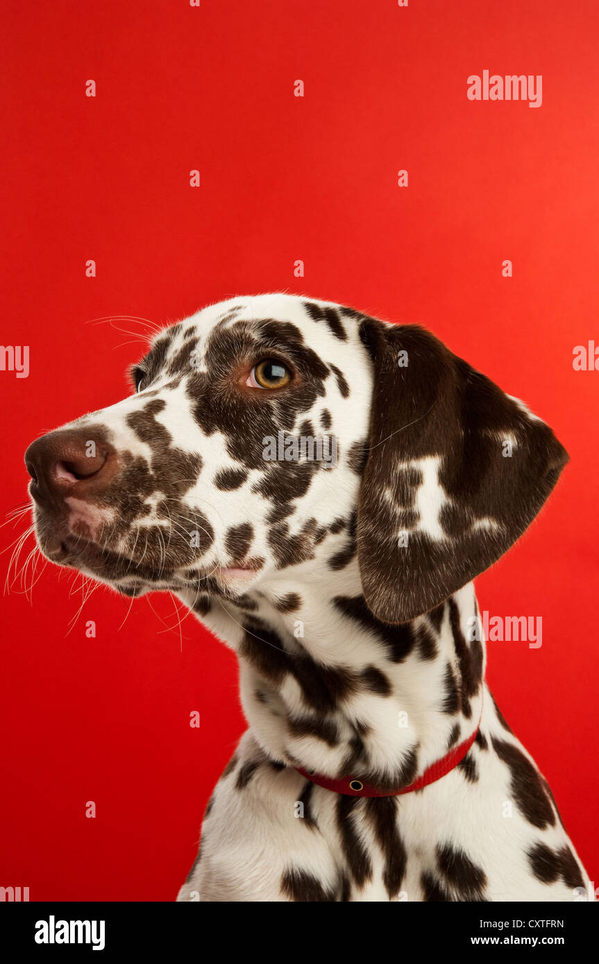 Dalmatian Puppy isolated on a red background Stock Photo - Alamy