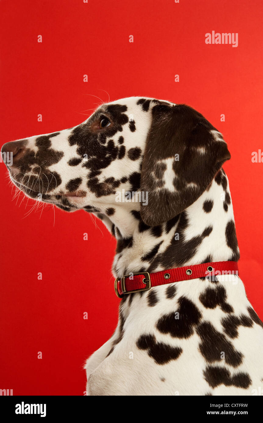 Dalmatian Puppy isolated on a red background Stock Photo - Alamy