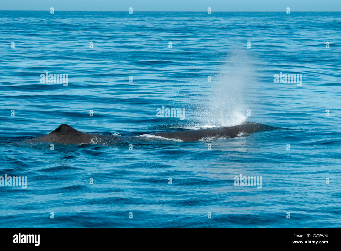 Sperm Whale diving in the Pacific Ocean off the coast near Kaikoura in ...