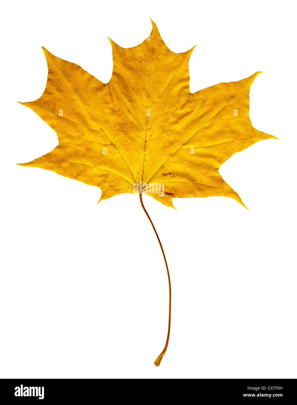 Single isolated autumn maple leaf yellow red Stock Photo - Alamy