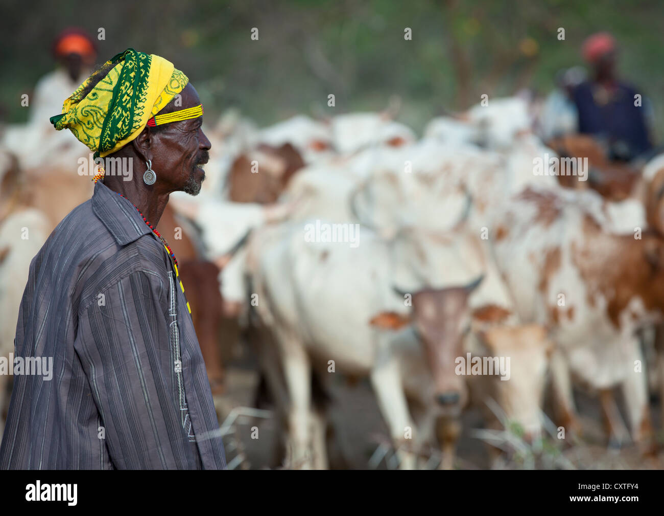 Cattle leaping ceremony hi-res stock photography and images - Alamy
