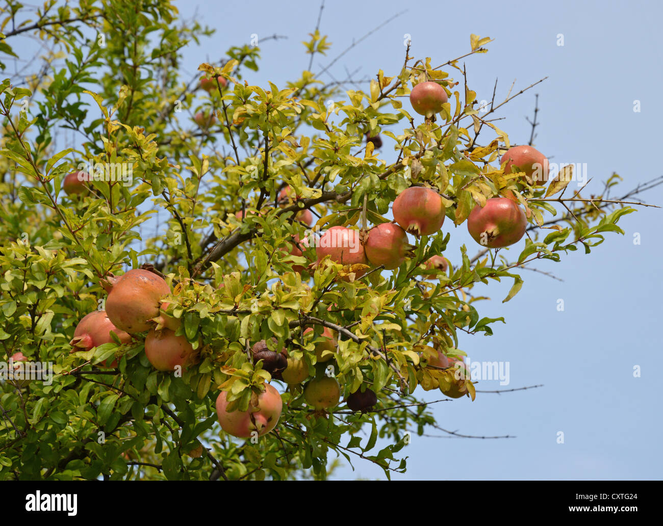 Pomegranite tree, Peschiera del Garda, Lake Garda, Verona Province ...