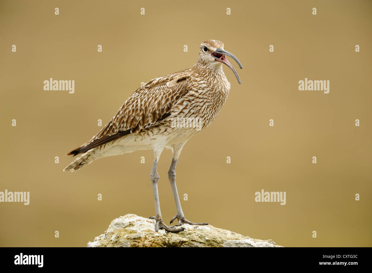 Whimbrel, Numenius phaeopus, Unst, Shetland Islands, Scotland Stock ...