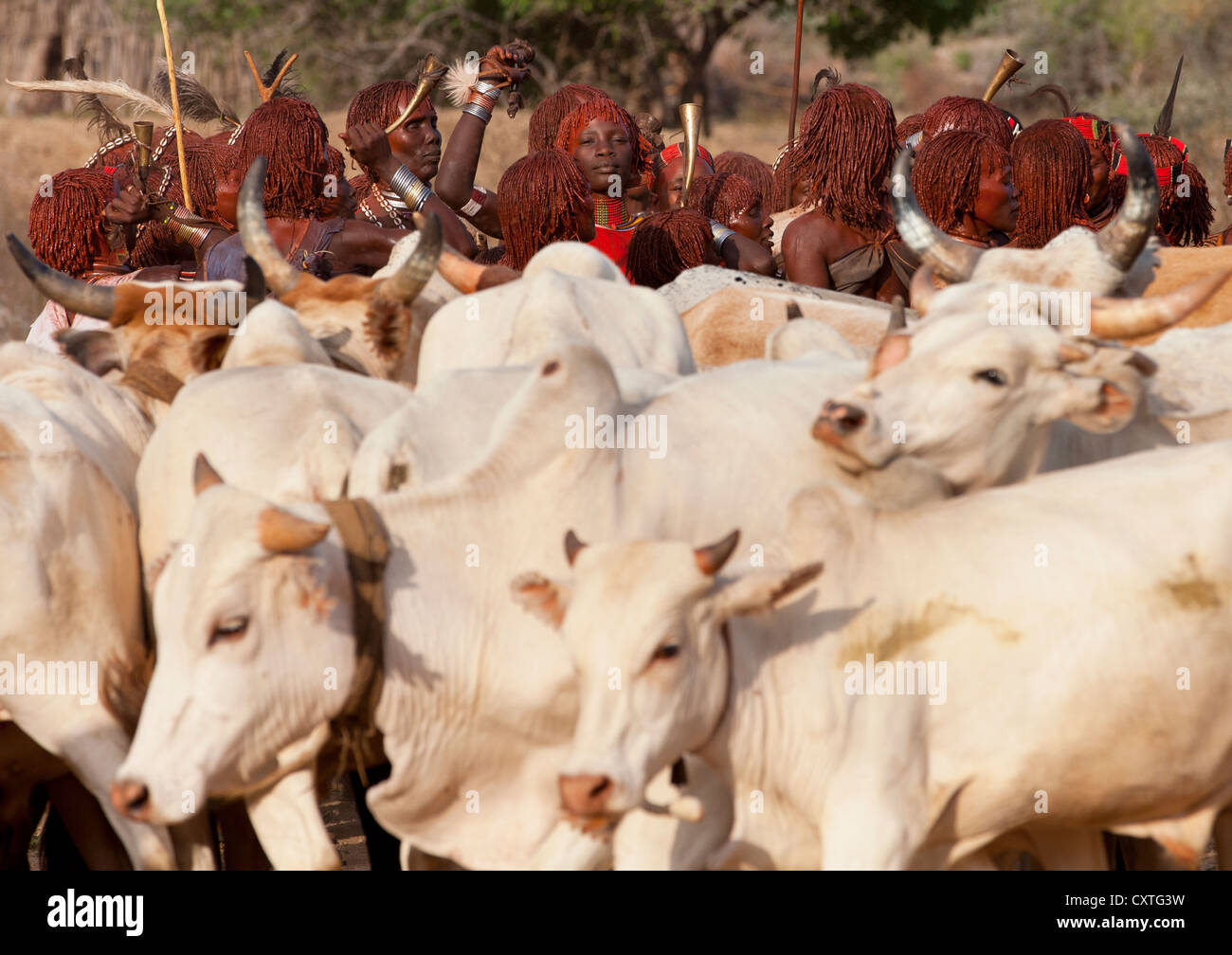 Hamar Tribe Women And Cattle During Bull Jumping Ceremony, Turmi, Omo ...