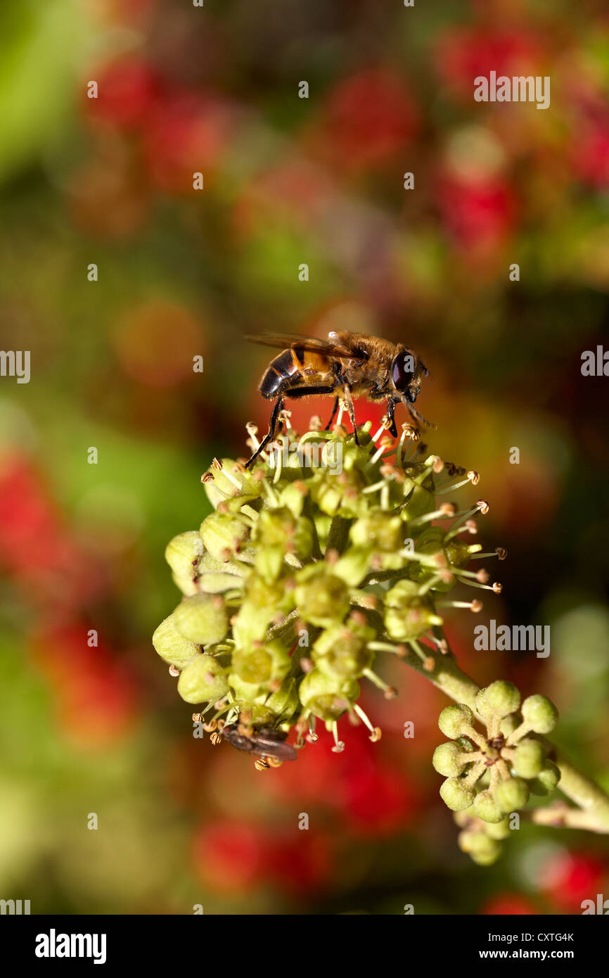 Worker Honey Bee Apis Mellifera foraging for Pollen and Nectar from ...
