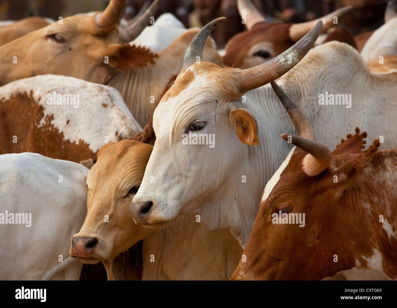 Cattle leaping ceremony hi-res stock photography and images - Alamy
