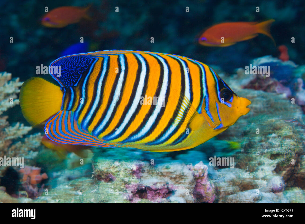 Regal Angelfish, Pygoplites diacanthus, Felidhu Atoll, Maldives Stock ...