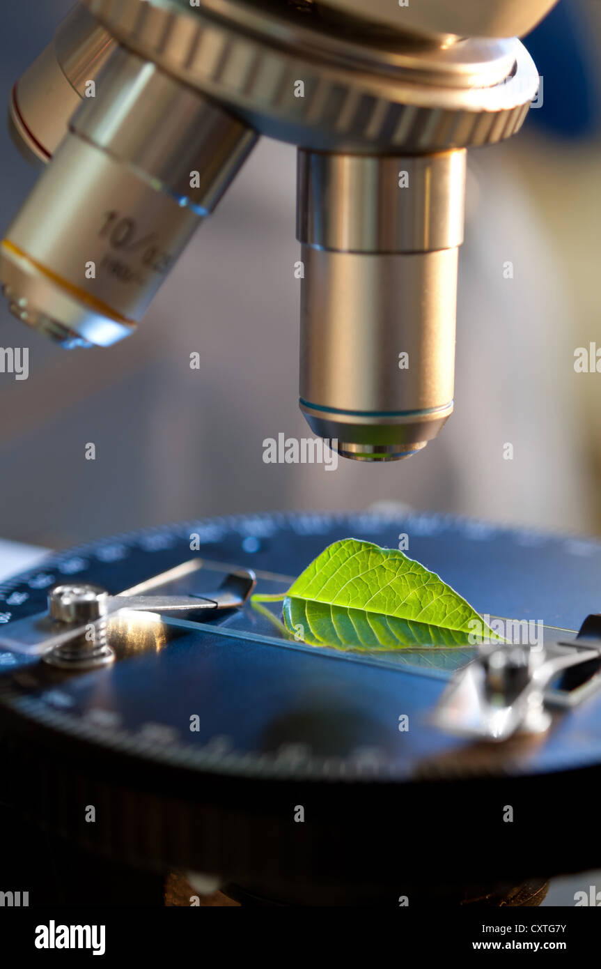 observation of a green leaf with a microscope Stock Photo - Alamy