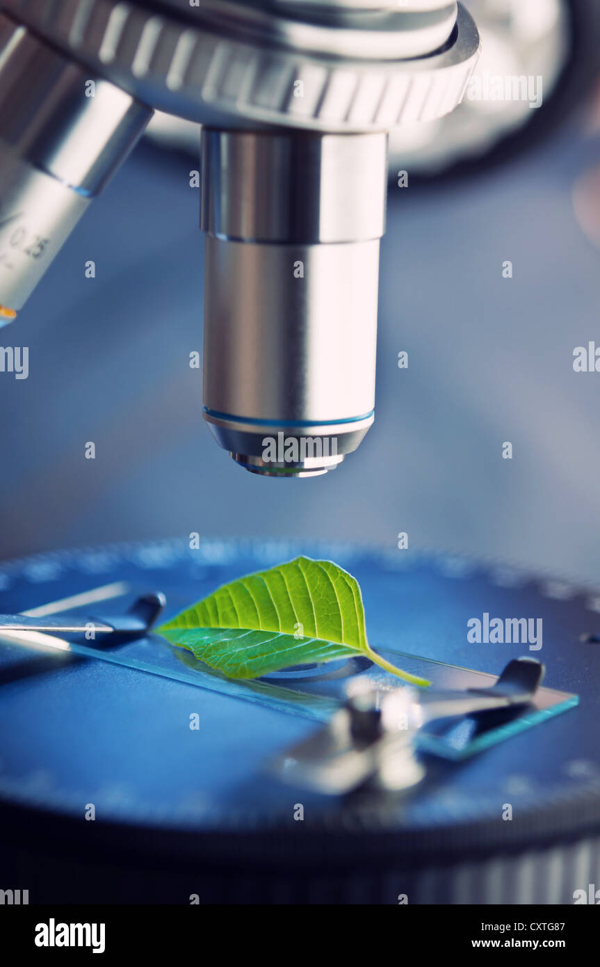 observation of a green leaf with a microscope Stock Photo - Alamy