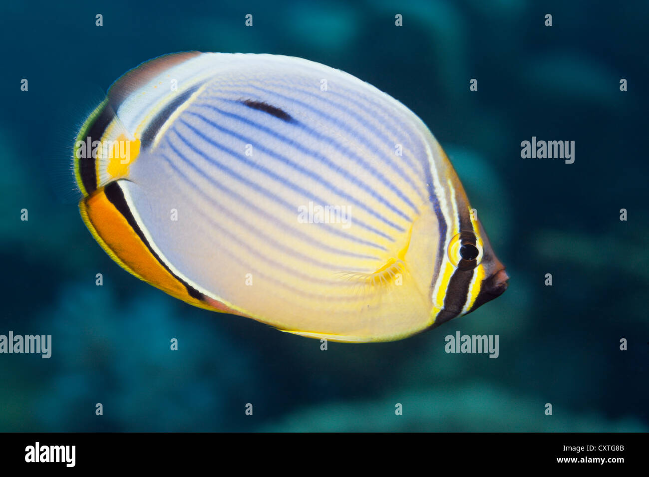 Redfin Butterflyfish, Chaetodon trifasciatus, Thaa Atoll, Maldives ...