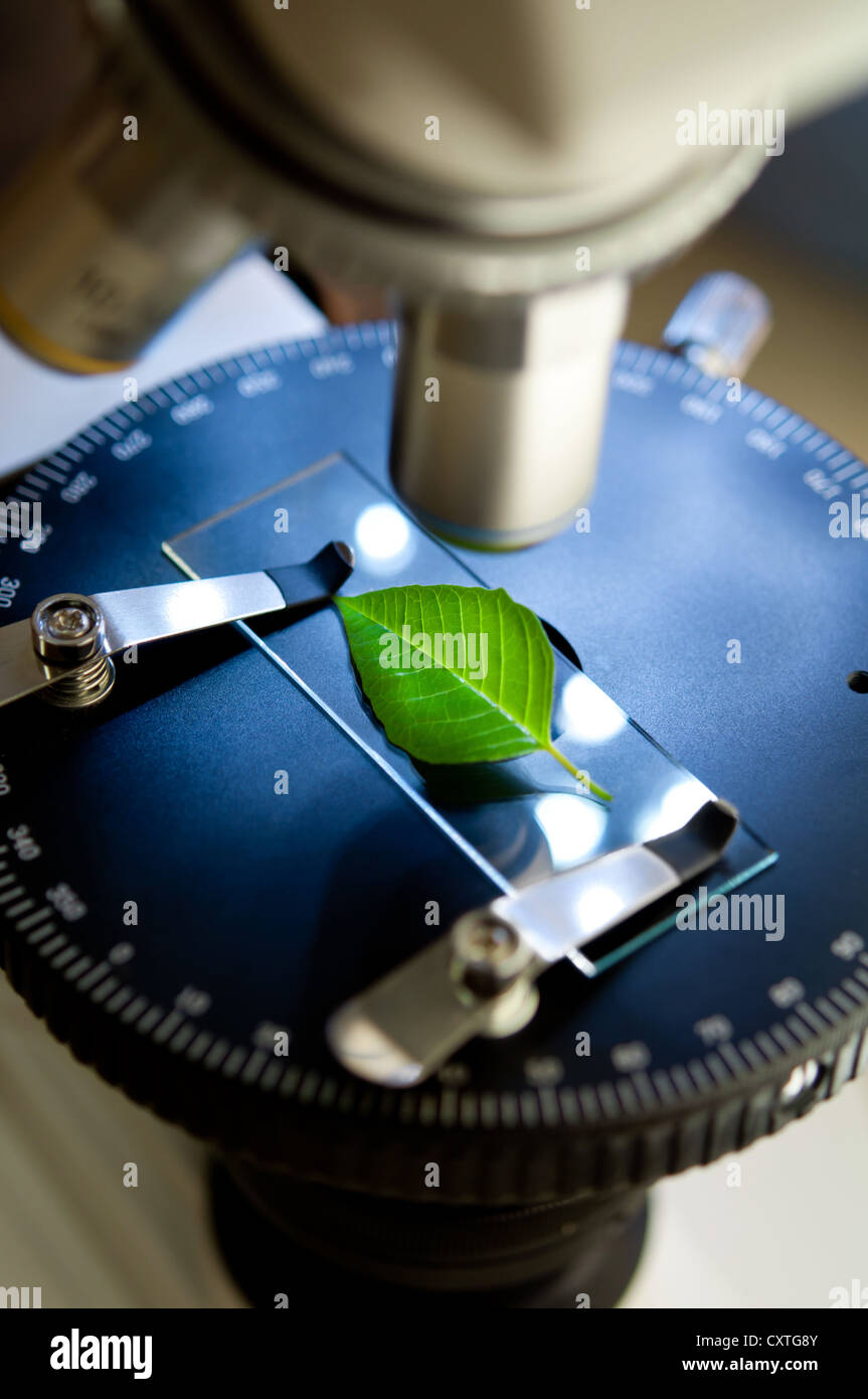Observation green leaf microscope hi-res stock photography and images ...