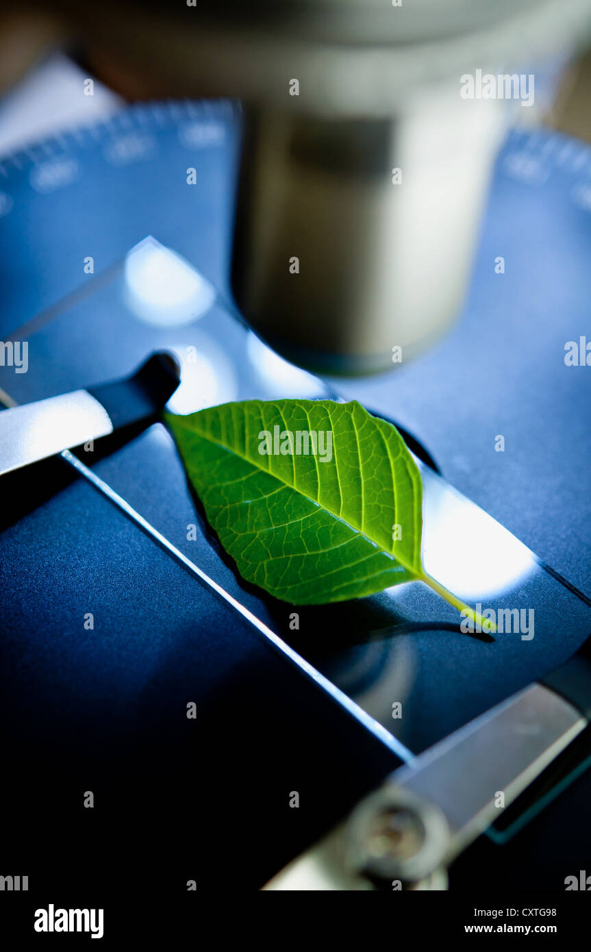 observation of a green leaf with a microscope Stock Photo - Alamy