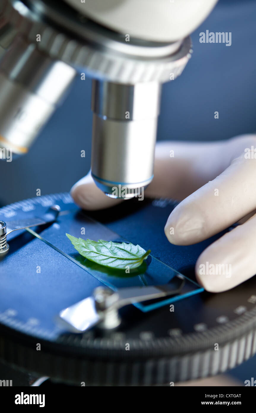 observation of a green leaf with a microscope Stock Photo - Alamy