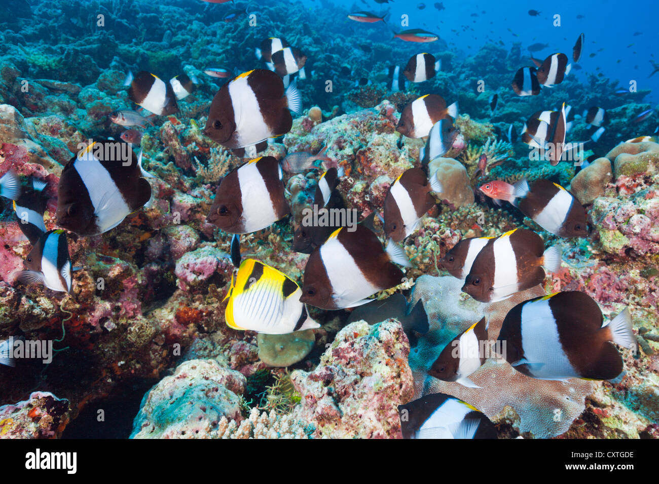 Black Pyramid Butterflyfish, Hemitaurichthys zoster, Thaa Atoll ...