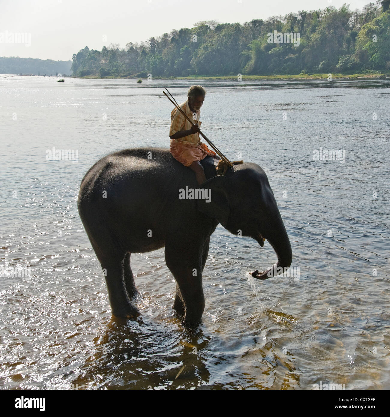 Square view of a young Asian elephant with its mahout on its back ...