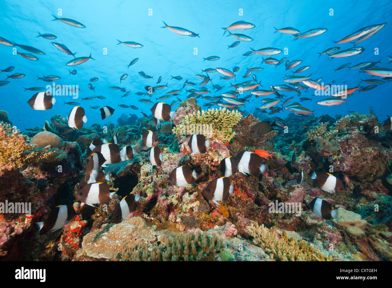 Black Pyramid Butterflyfish, Hemitaurichthys zoster, Thaa Atoll ...