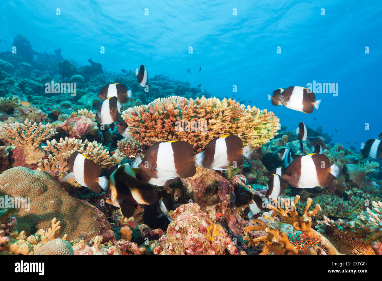 Black Pyramid Butterflyfish, Hemitaurichthys zoster, Thaa Atoll ...