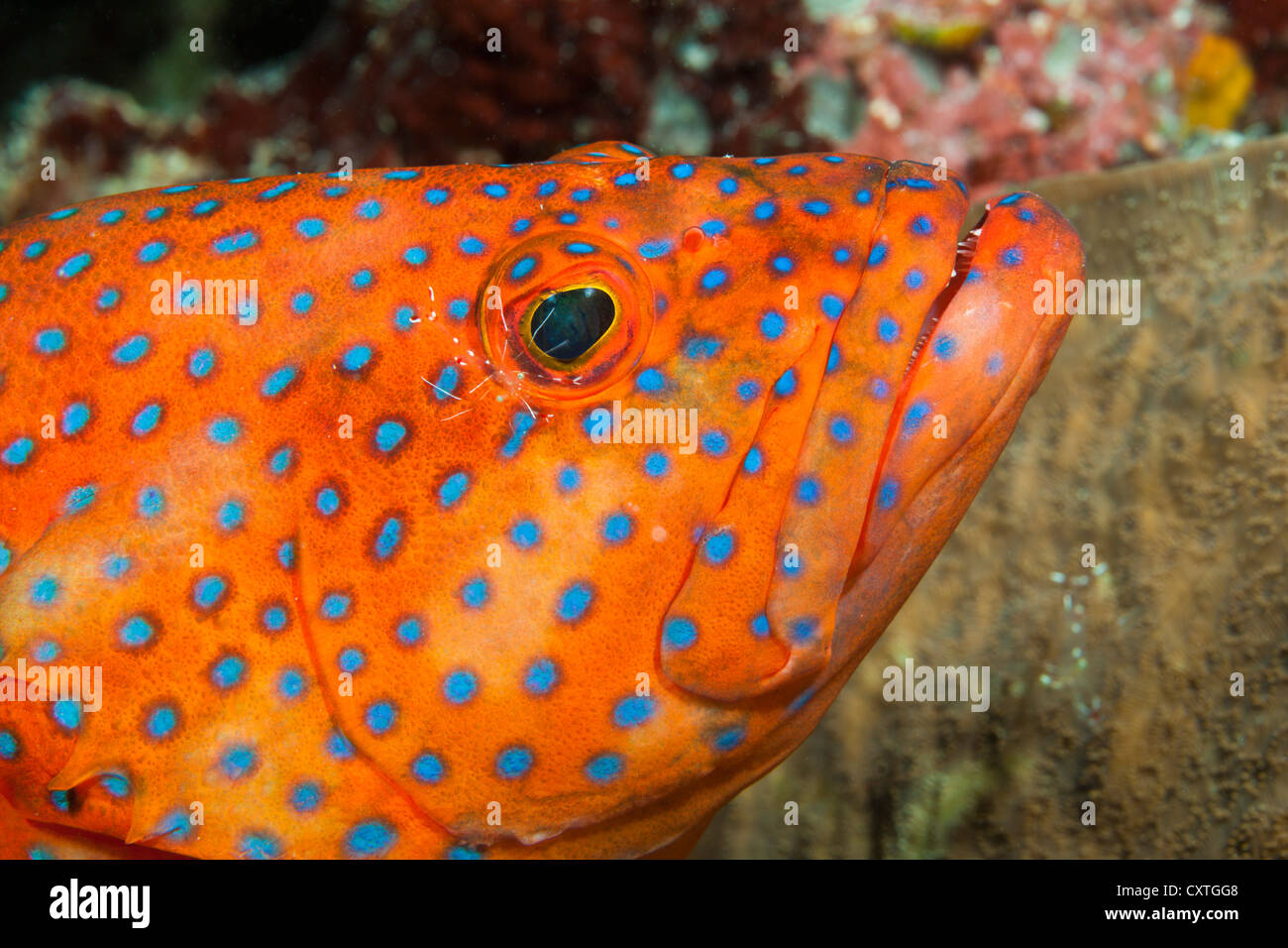 Coral Grouper, Cephalopholis miniata, Thaa Atoll, Maldives Stock Photo ...
