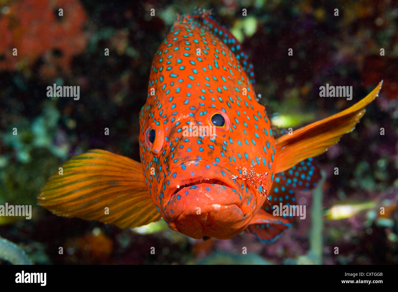 Coral Grouper, Cephalopholis miniata, Thaa Atoll, Maldives Stock Photo ...
