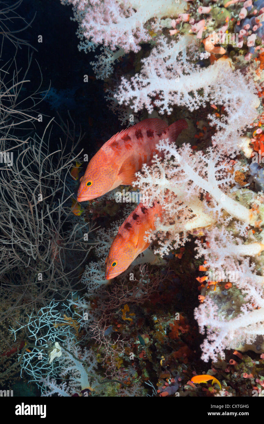 Red sea coral grouper hi-res stock photography and images - Alamy