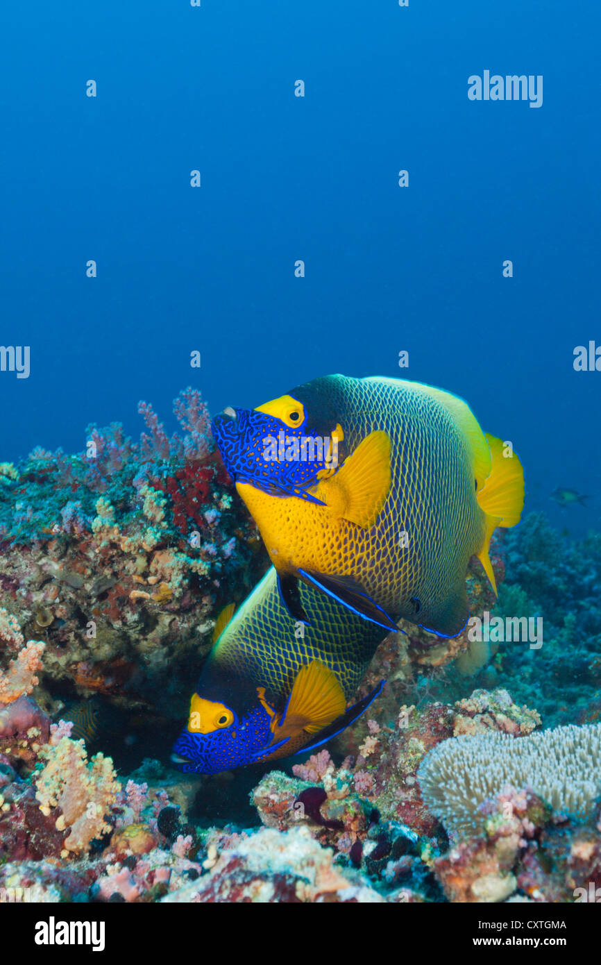 Yellowmask Angelfish, Pomacanthus xanthometopon, South Male Atoll ...