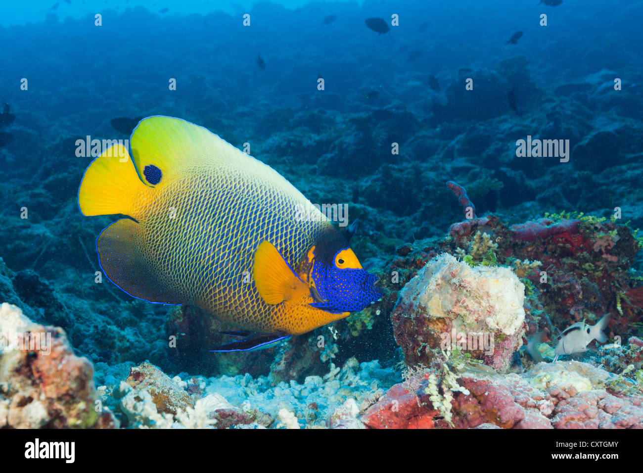 Yellowmask angelfish hi-res stock photography and images - Alamy