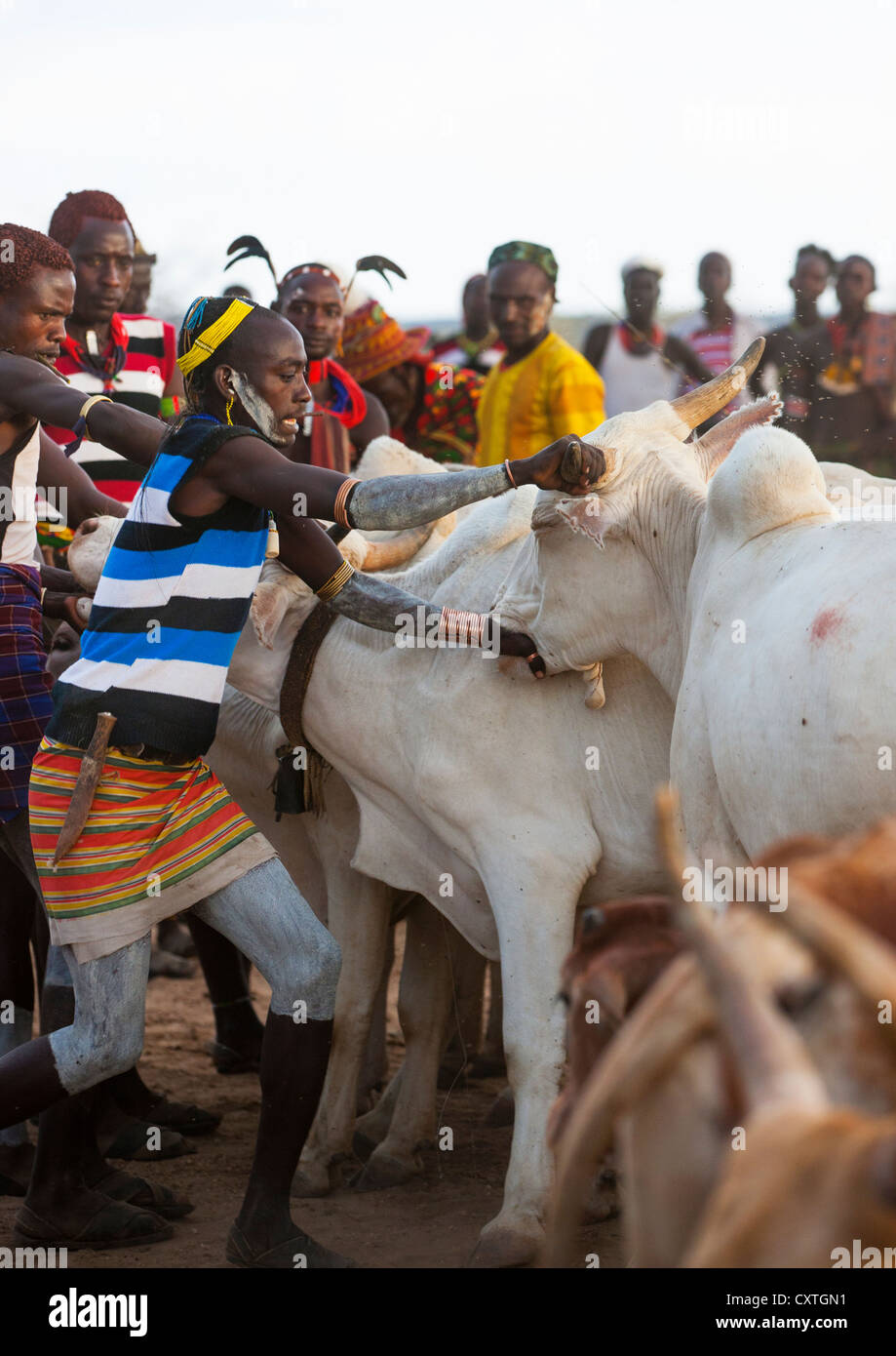 Cattle leaping ceremony hi-res stock photography and images - Alamy