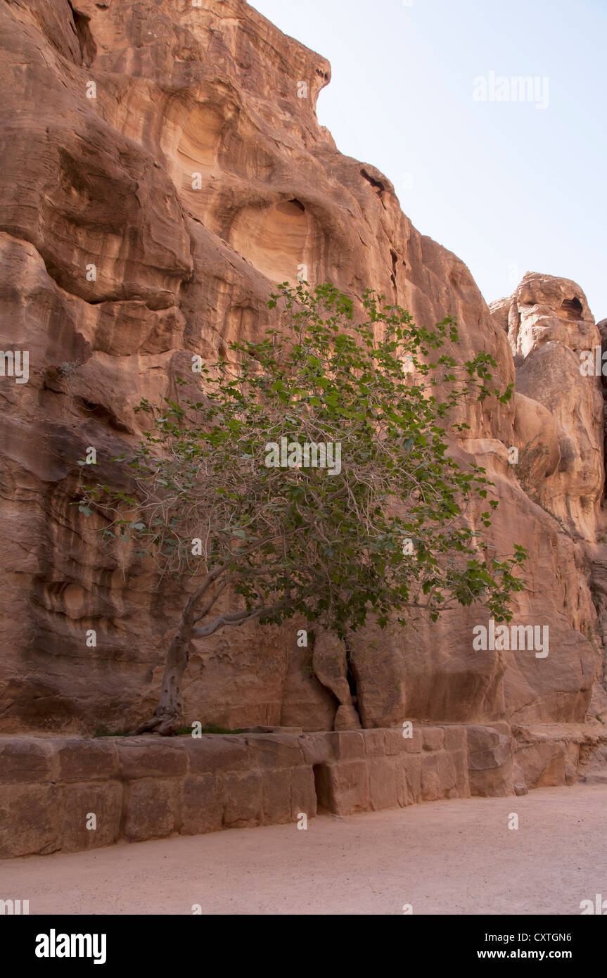 Olive tree growing from nothing, El-Siq, Petra Stock Photo - Alamy