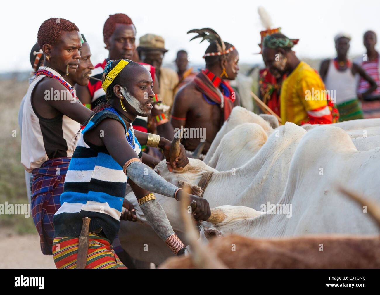 Hamer Tribe Men Lining Up The Cows For Bull Jumping Ceremony, Turmi ...