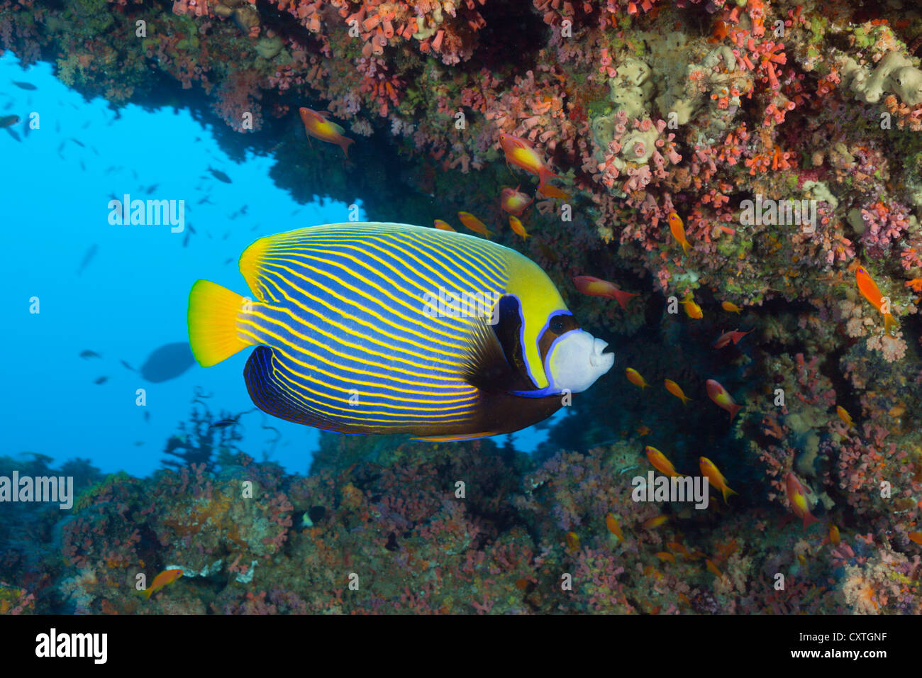 Emperor angelfish hi-res stock photography and images - Alamy