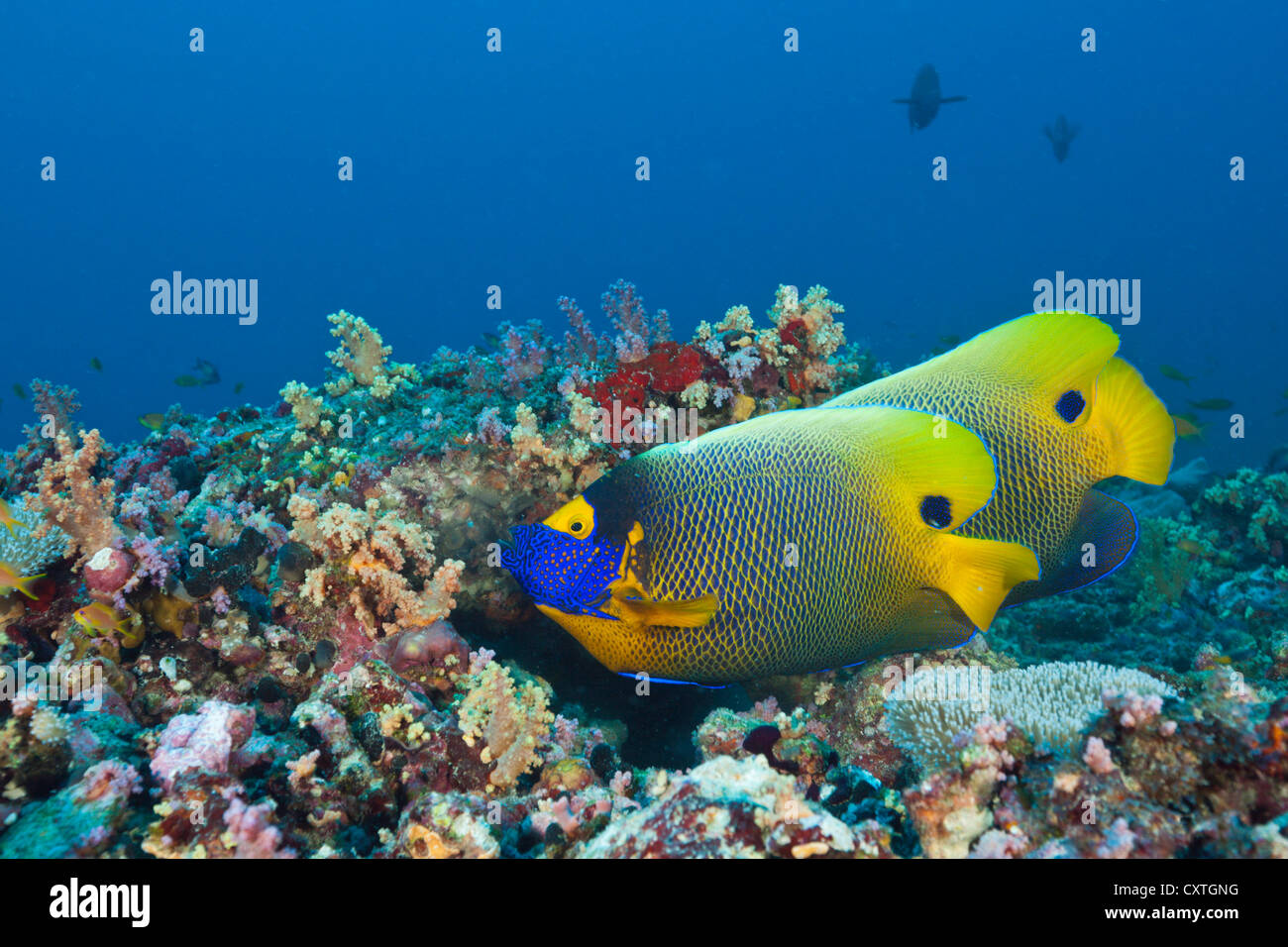 Yellowmask hi-res stock photography and images - Alamy