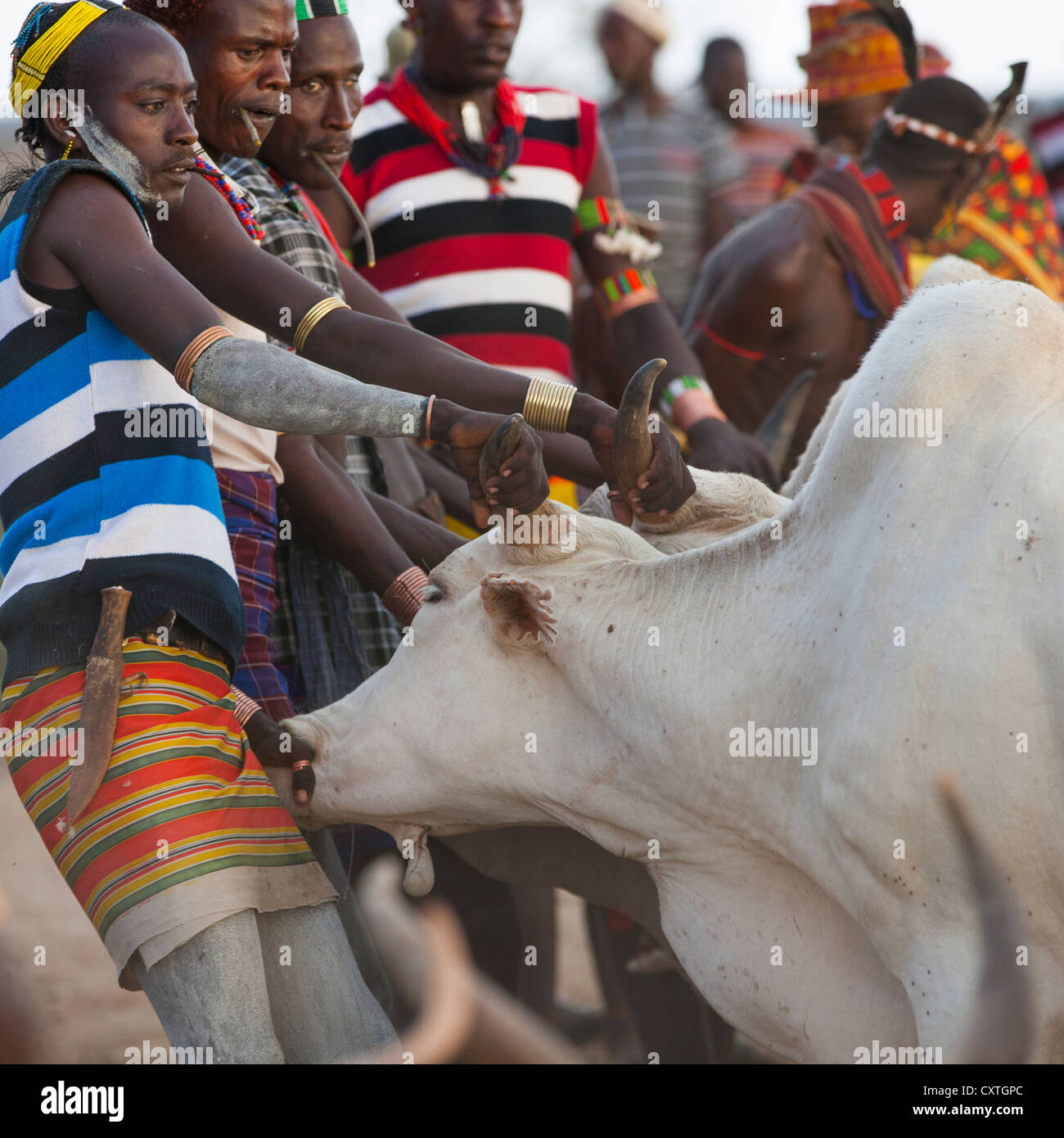 Cattle leaping ceremony hi-res stock photography and images - Alamy