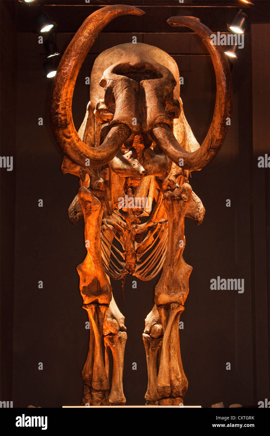 Mammoth skeleton hi-res stock photography and images - Alamy