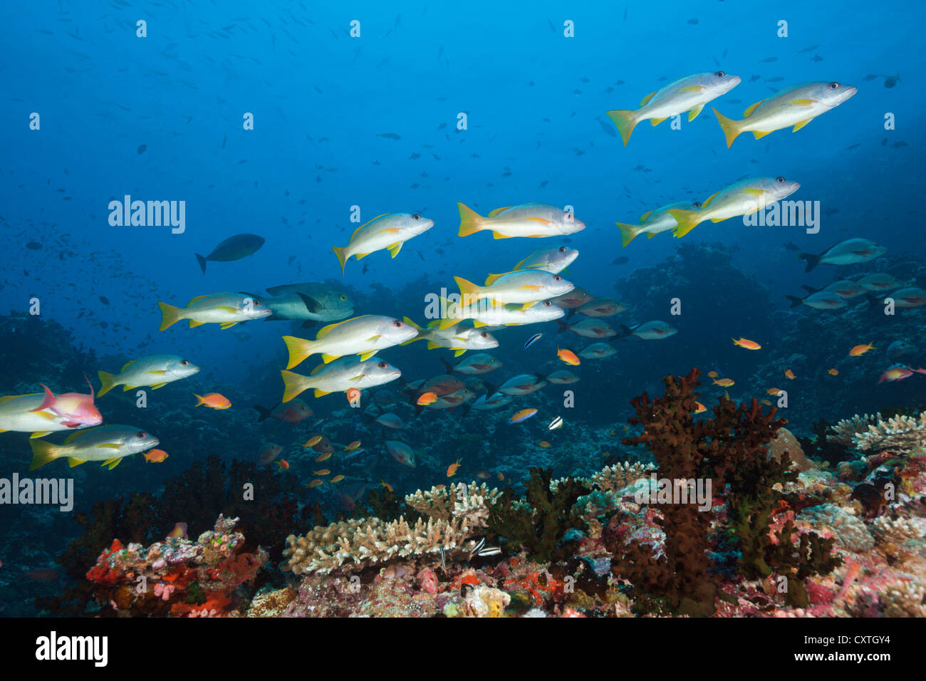 Shoal of One-spot Snapper, Lutjanus monostigma, North Male Atoll ...