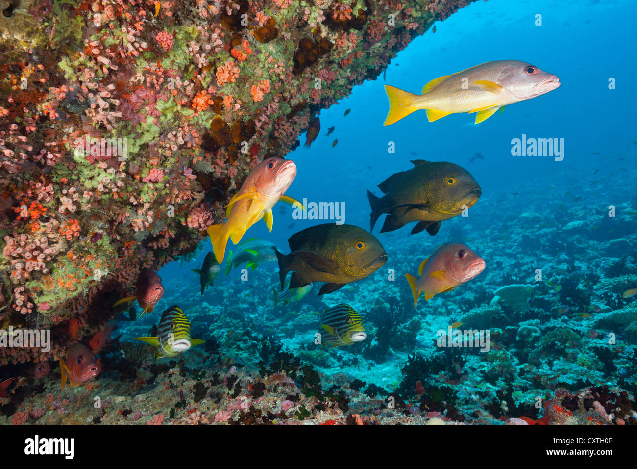 Snapper and Sweetlips in Coral Reef, North Male Atoll, Maldives Stock ...