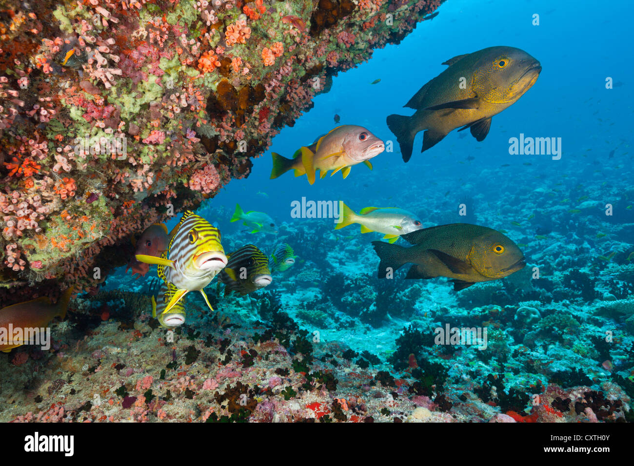 Snapper and Sweetlips in Coral Reef, North Male Atoll, Maldives Stock ...
