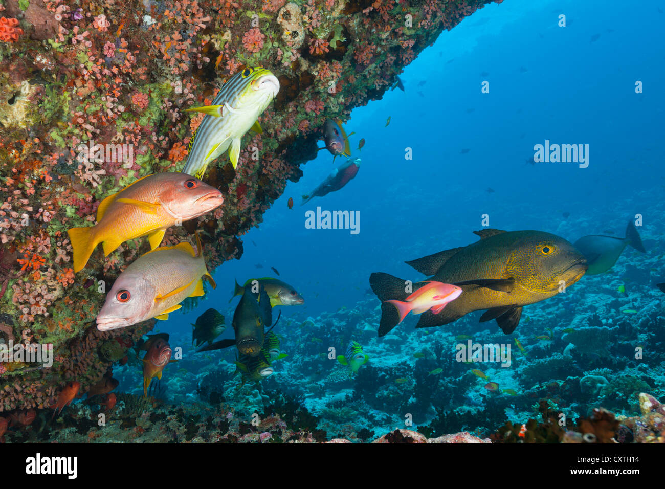 Snapper and Sweetlips in Coral Reef, North Male Atoll, Maldives Stock ...