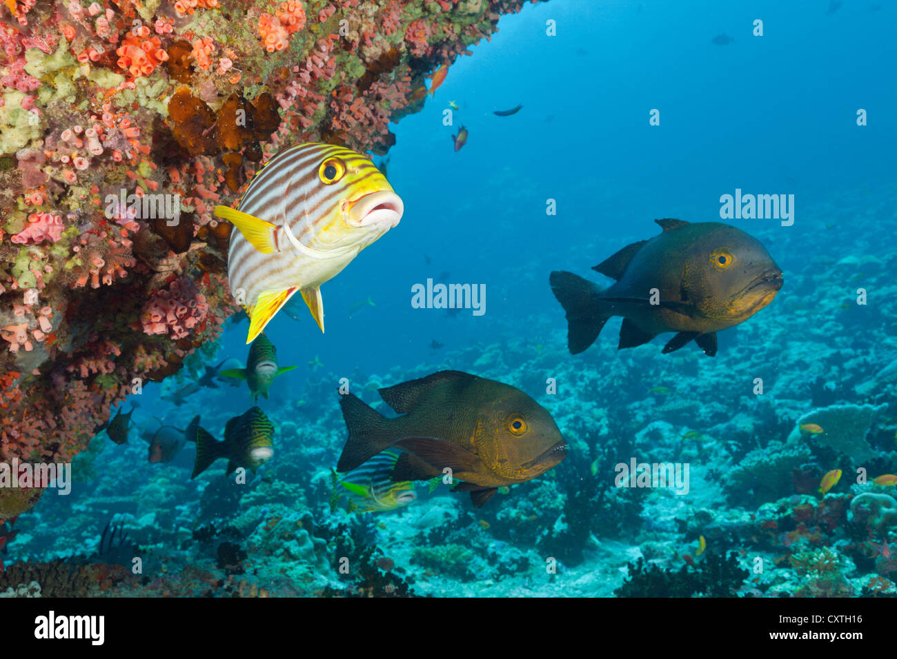Snapper and Sweetlips in Coral Reef, North Male Atoll, Maldives Stock ...