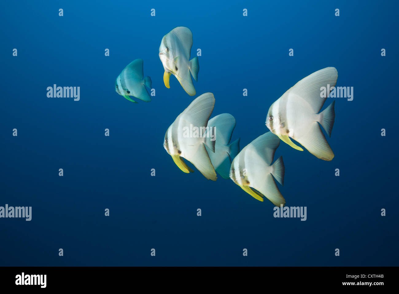 Batfishes hi-res stock photography and images - Alamy