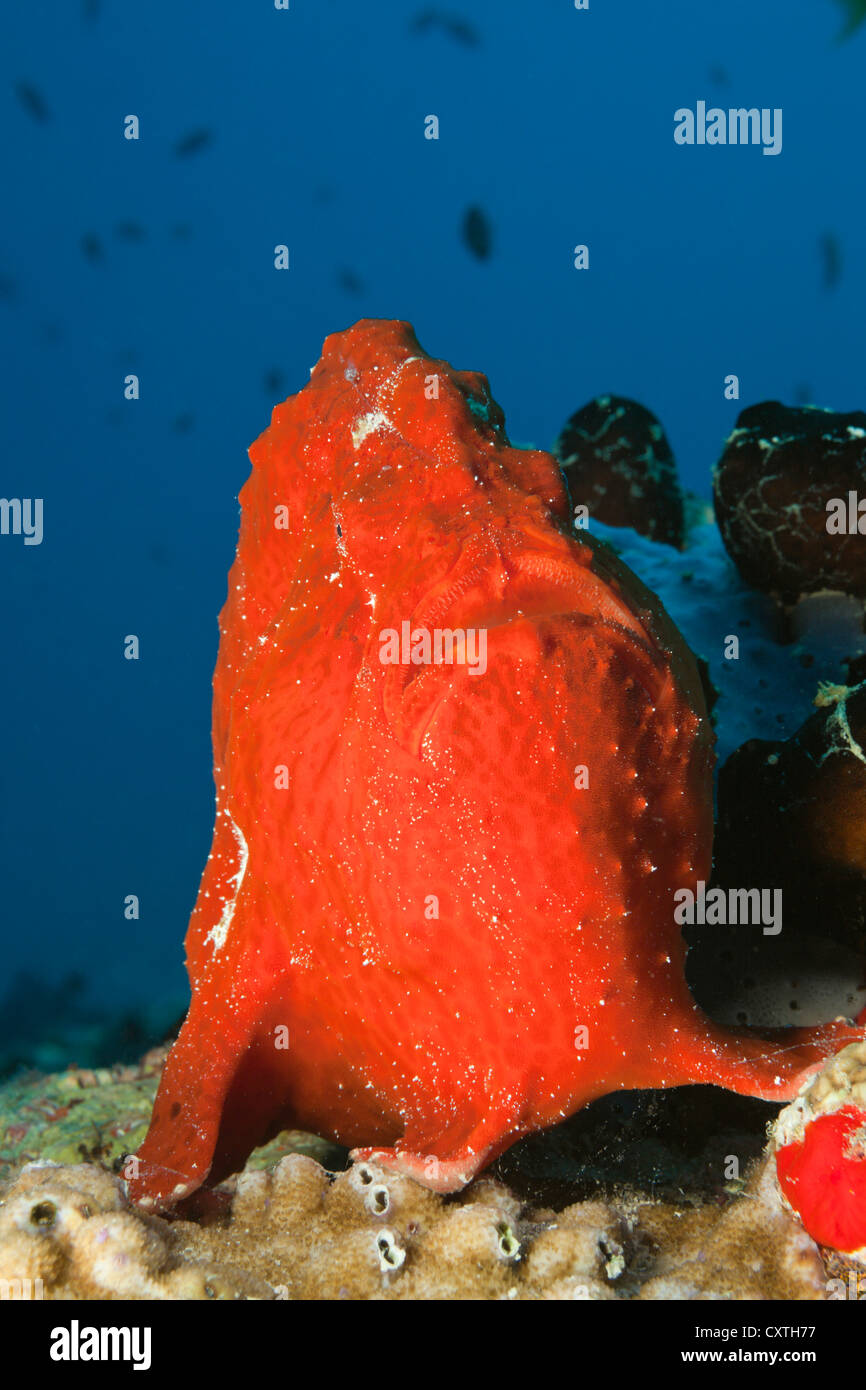 Red giant frogfish north male atoll hi-res stock photography and images ...