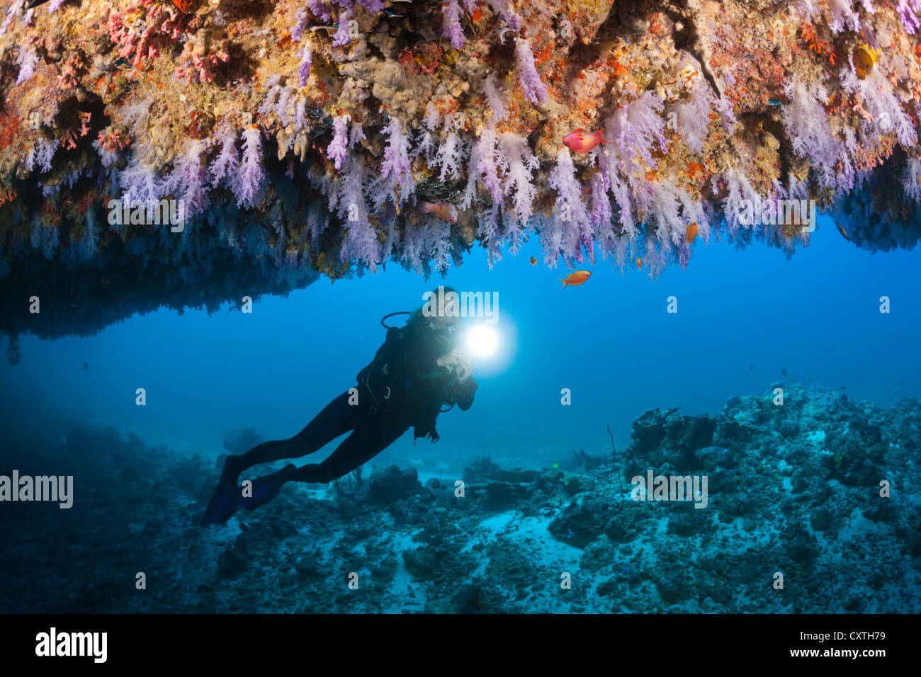 Scuba Diver Explores Cave North Male Atoll Maldives Stock Photo Alamy
