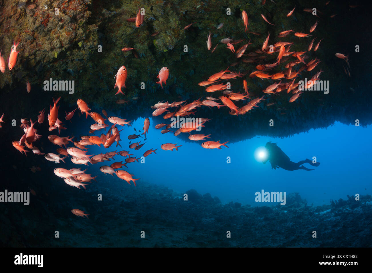 Scuba Diver explores Cave, North Male Atoll, Maldives Stock Photo - Alamy