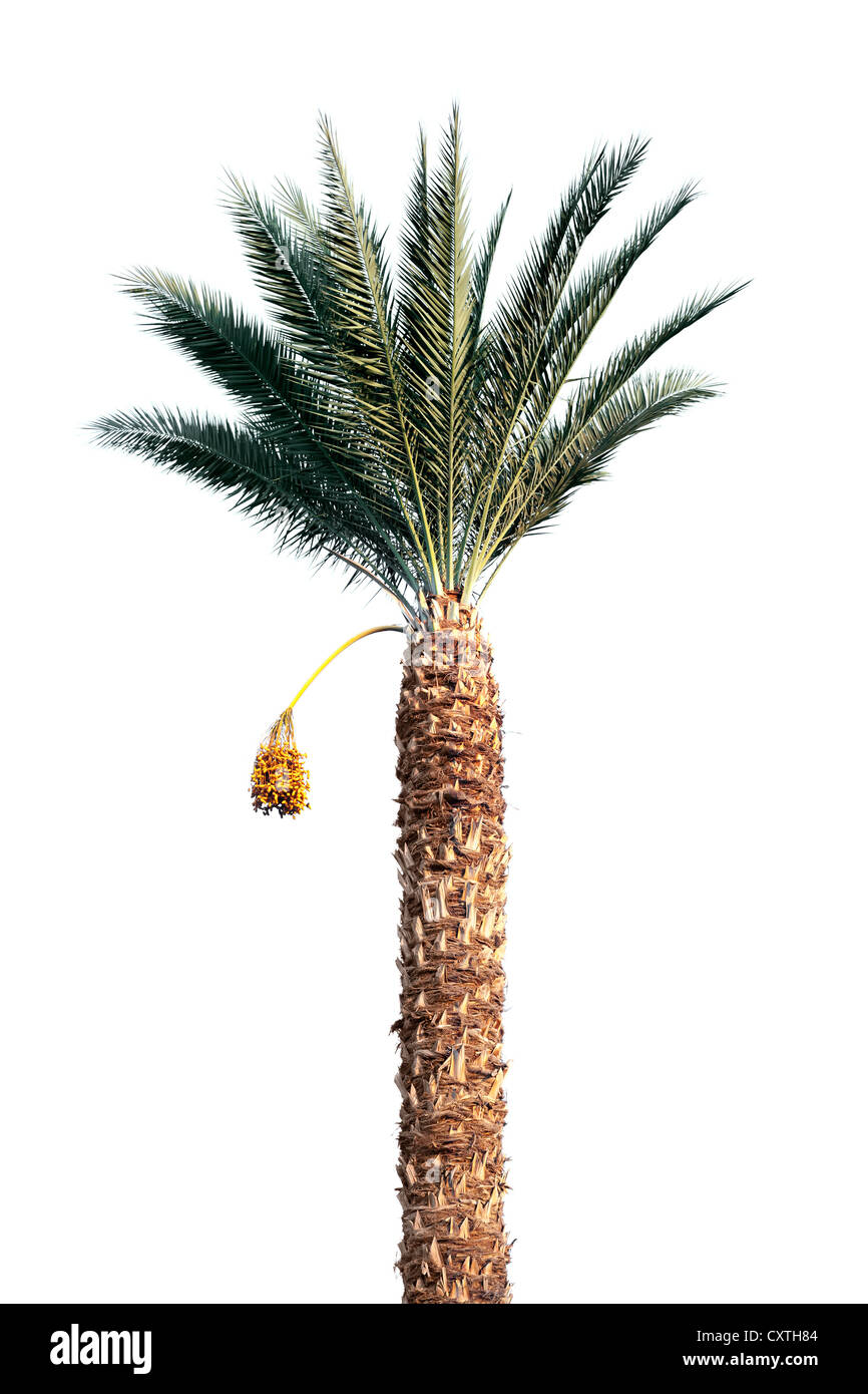 Bright date-palm tree isolated on white background Stock Photo - Alamy